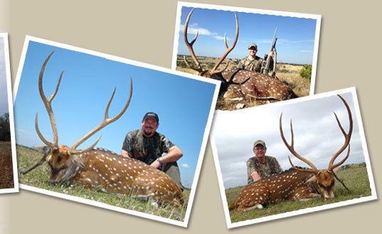 Free Range Axis Deer Hunting in Texas